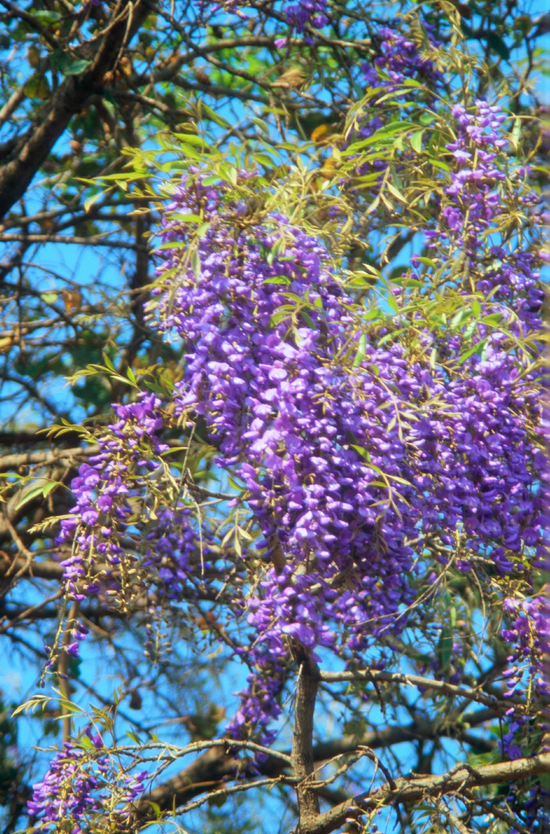 Bolusanthus speciosus Tree Wisteria Vanwykshout Mukambana Motsokophala ...