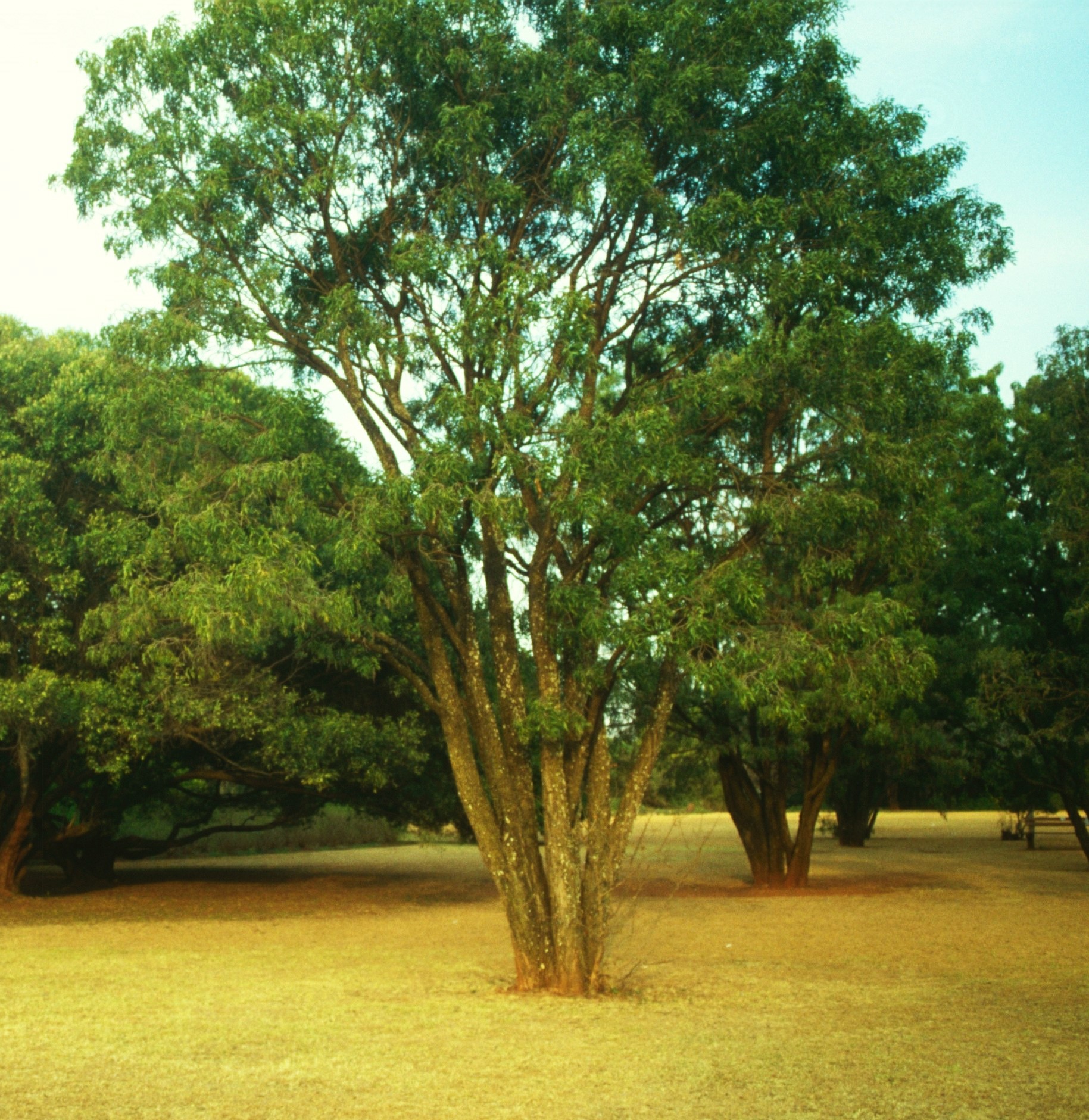 Bolusanthus speciosus Tree Wisteria Vanwykshout Mukambana Motsokophala ...