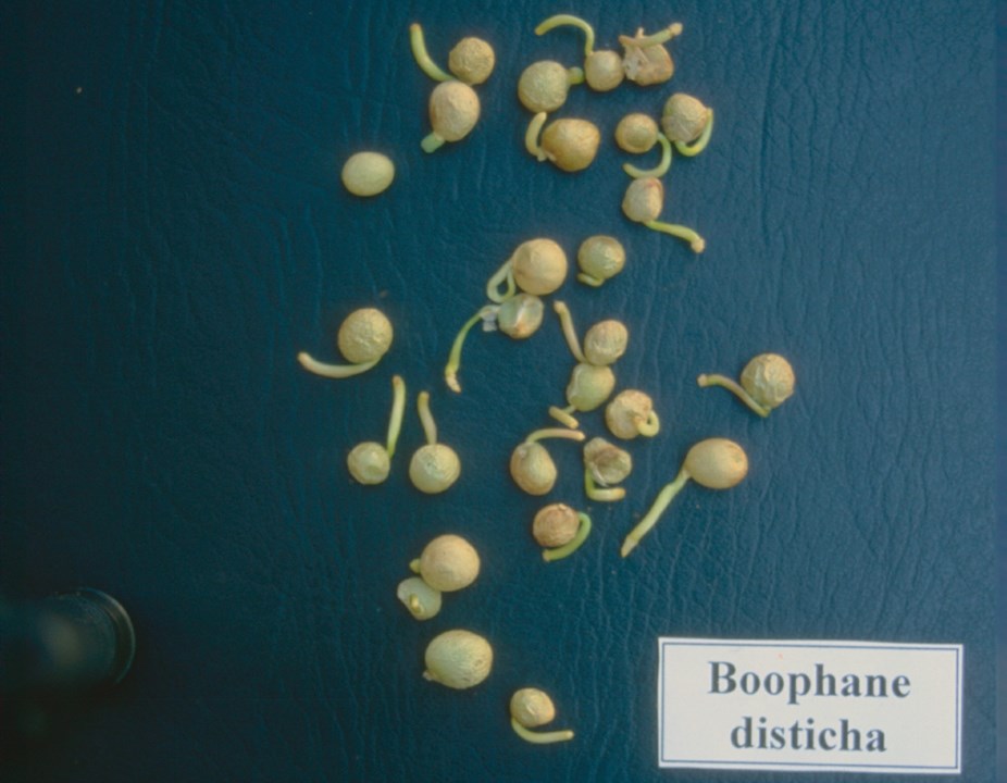 Boophone disticha Gifbol, seeroogblom, kopseerblom, boesmangif ...