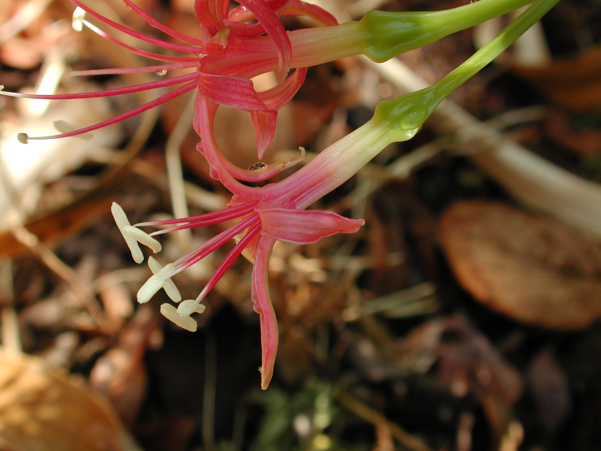 Boophone disticha Gifbol, seeroogblom, kopseerblom, boesmangif ...