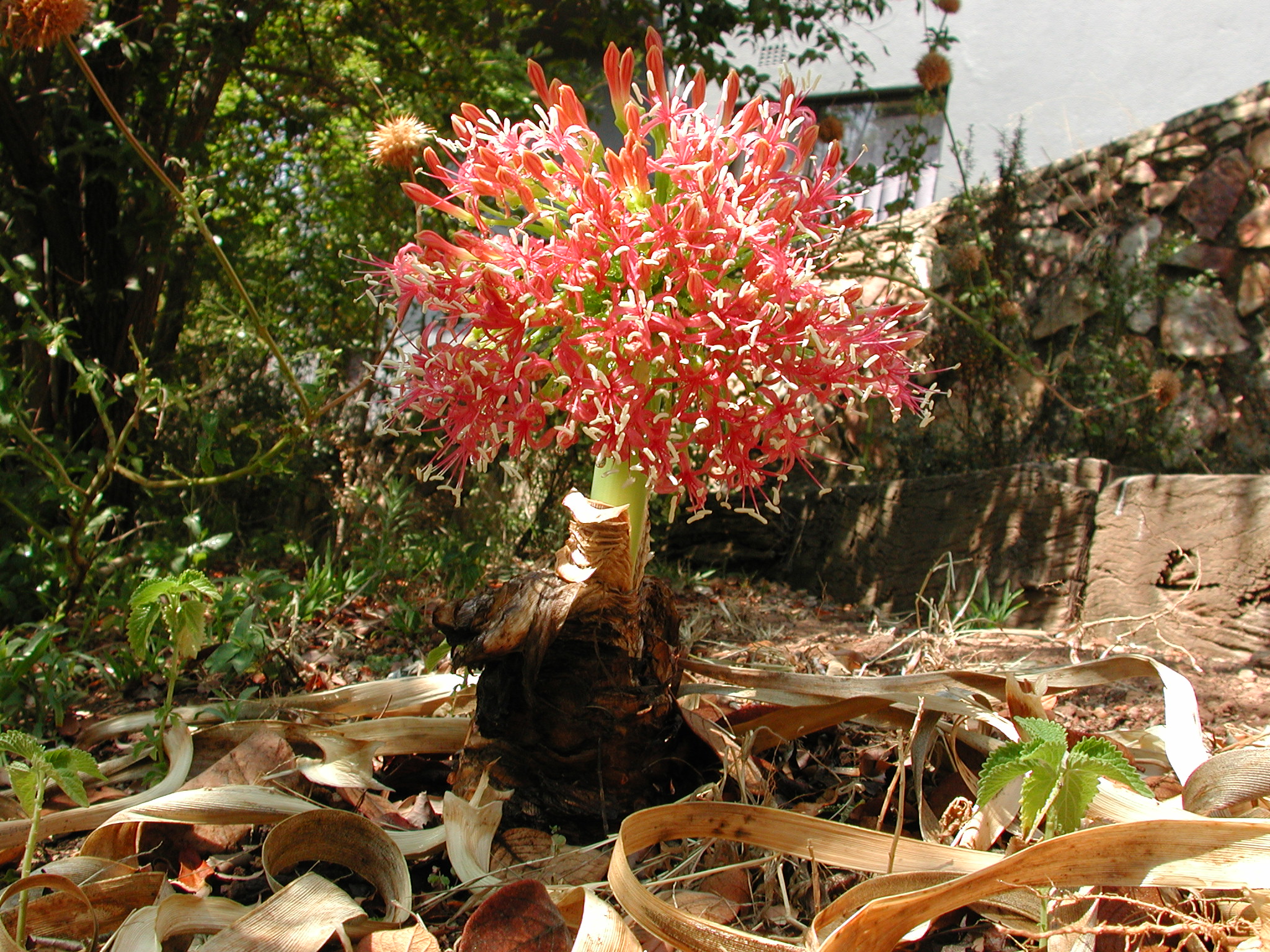 Boophone disticha Gifbol, seeroogblom, kopseerblom, boesmangif ...