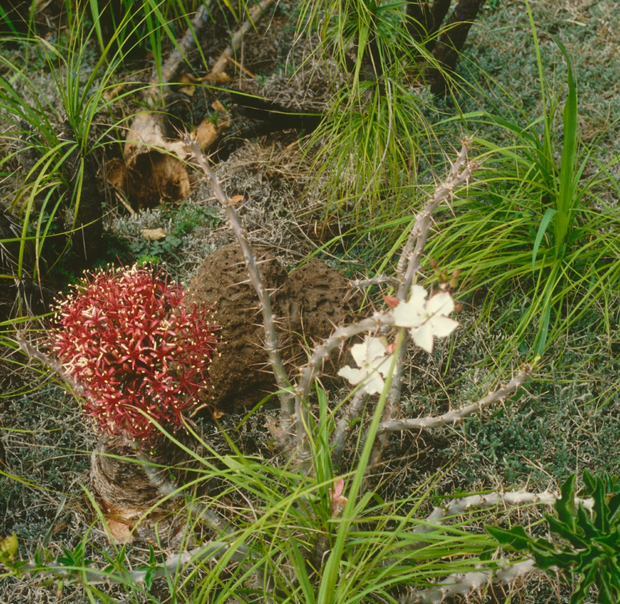 Boophone disticha Gifbol, seeroogblom, kopseerblom, boesmangif ...
