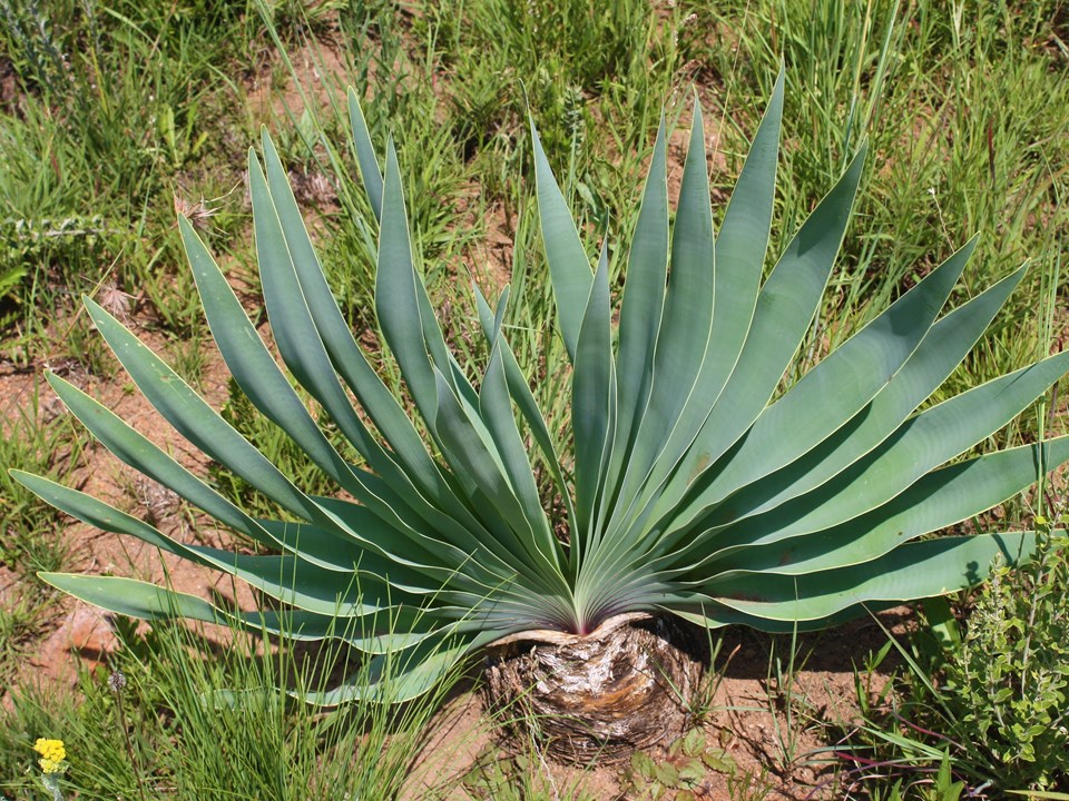 Boophone disticha Gifbol, seeroogblom, kopseerblom, boesmangif ...