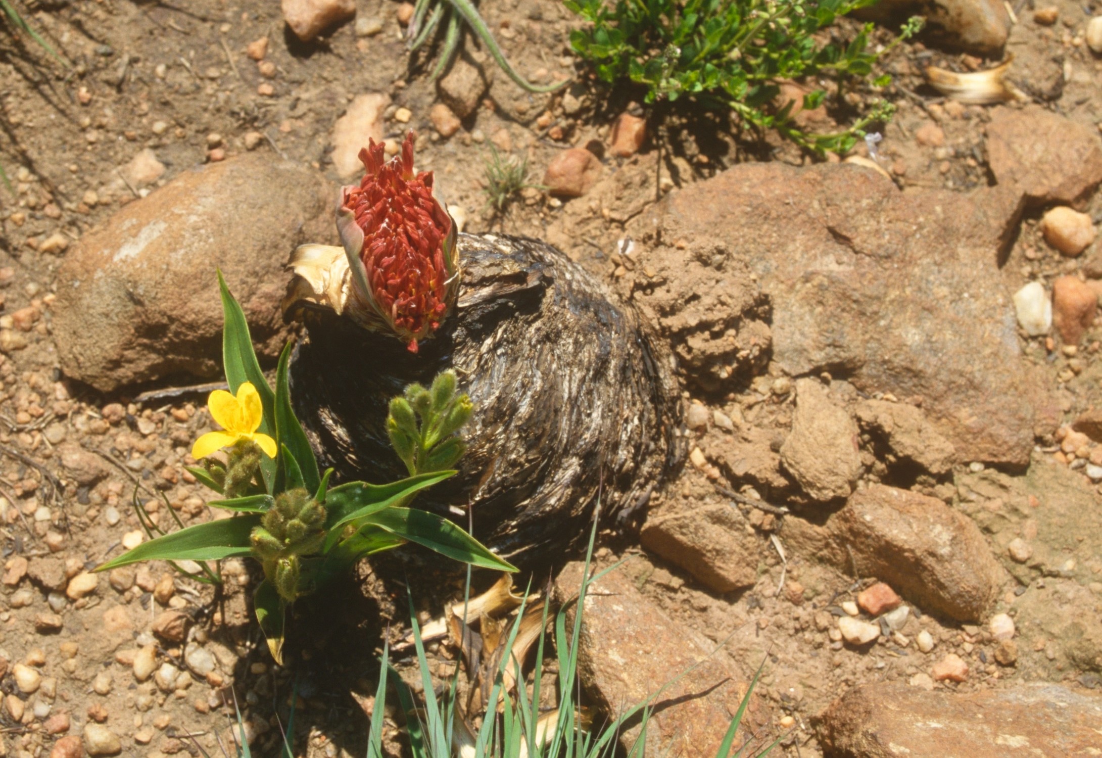 Boophone disticha Gifbol, seeroogblom, kopseerblom, boesmangif ...