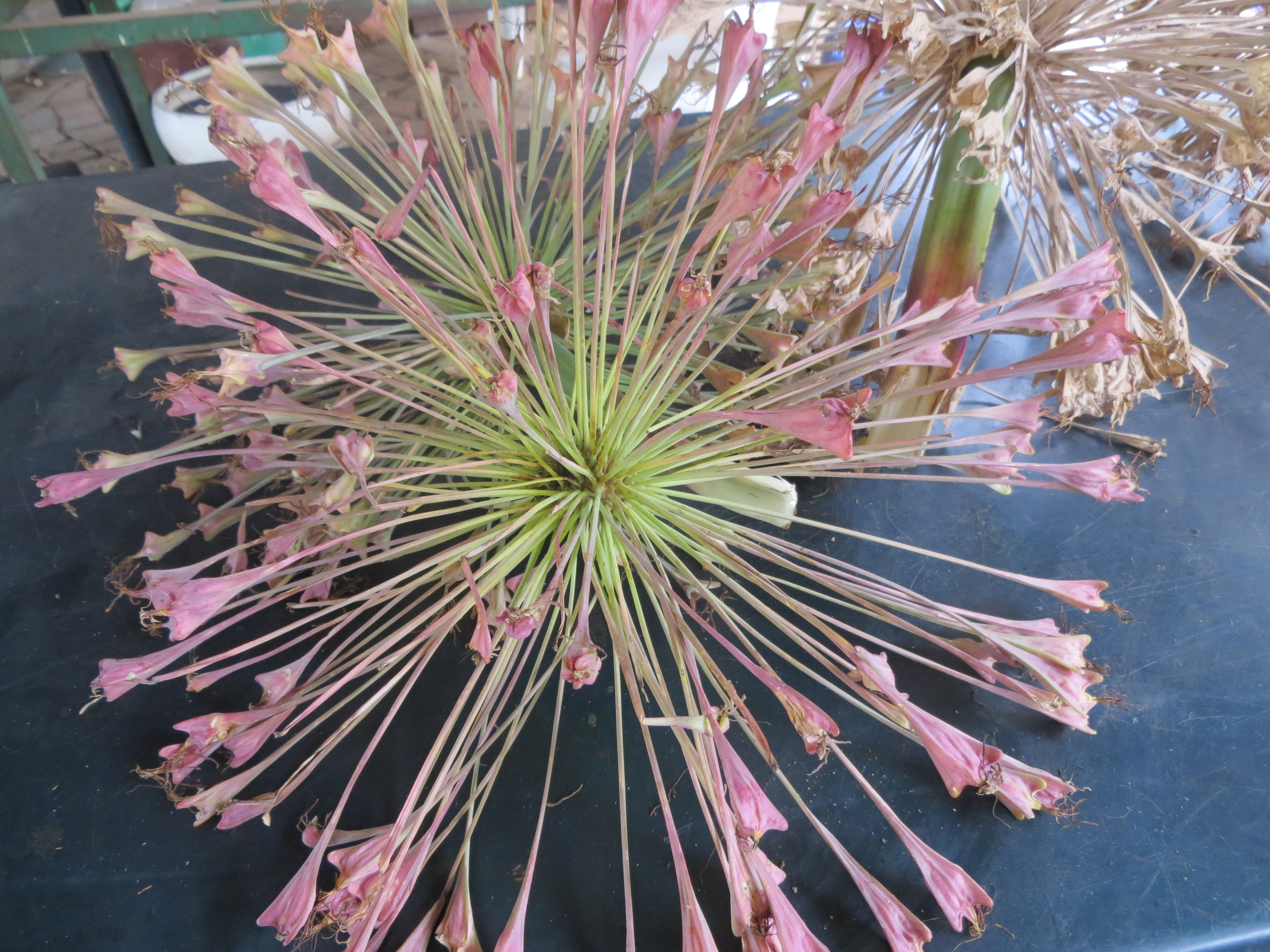 Boophone disticha Gifbol, seeroogblom, kopseerblom, boesmangif ...