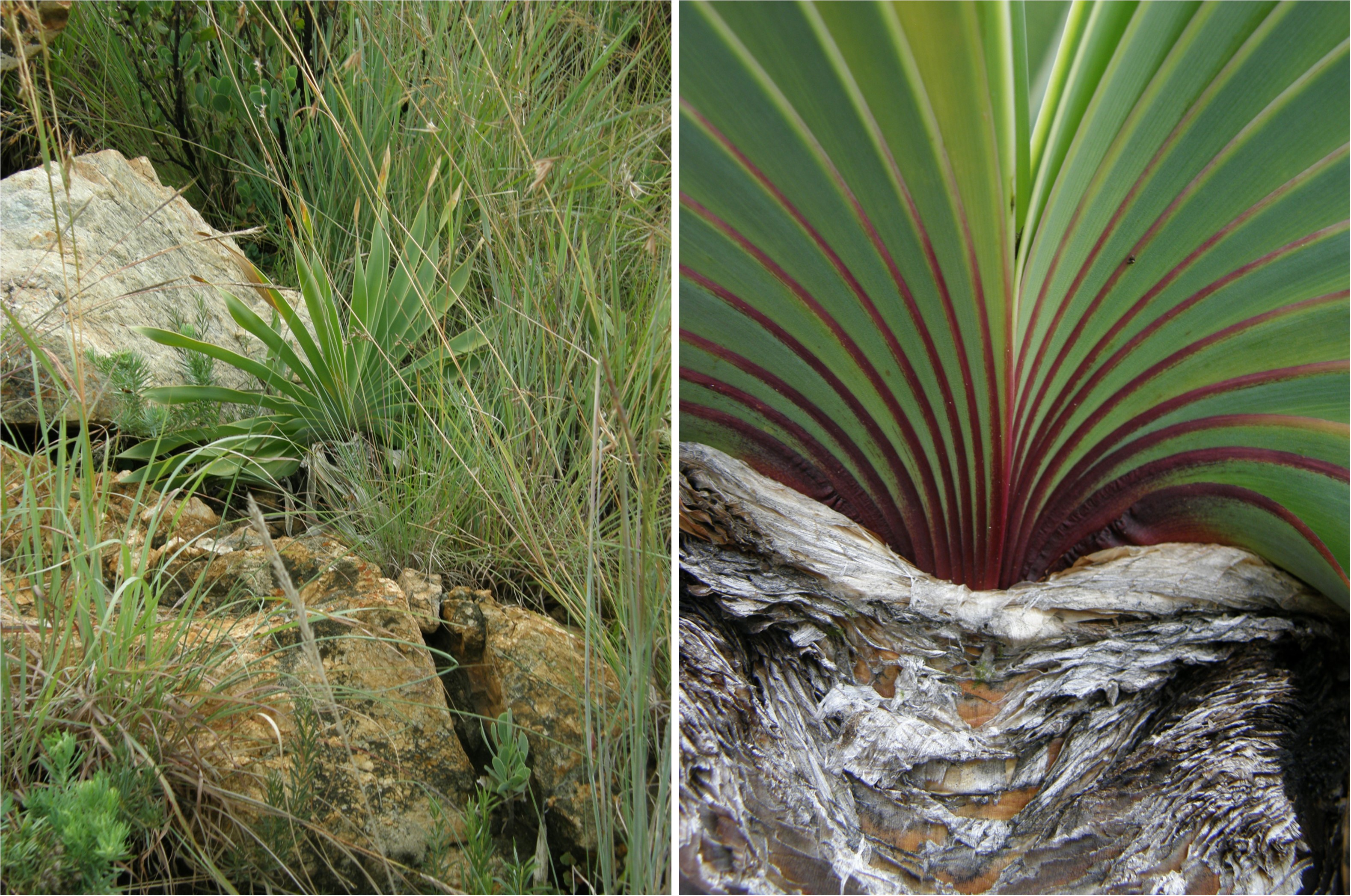 Boophone disticha Gifbol, seeroogblom, kopseerblom, boesmangif ...