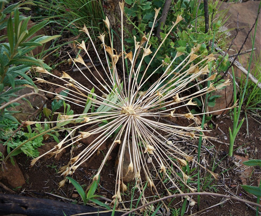 Boophone disticha Gifbol, seeroogblom, kopseerblom, boesmangif ...