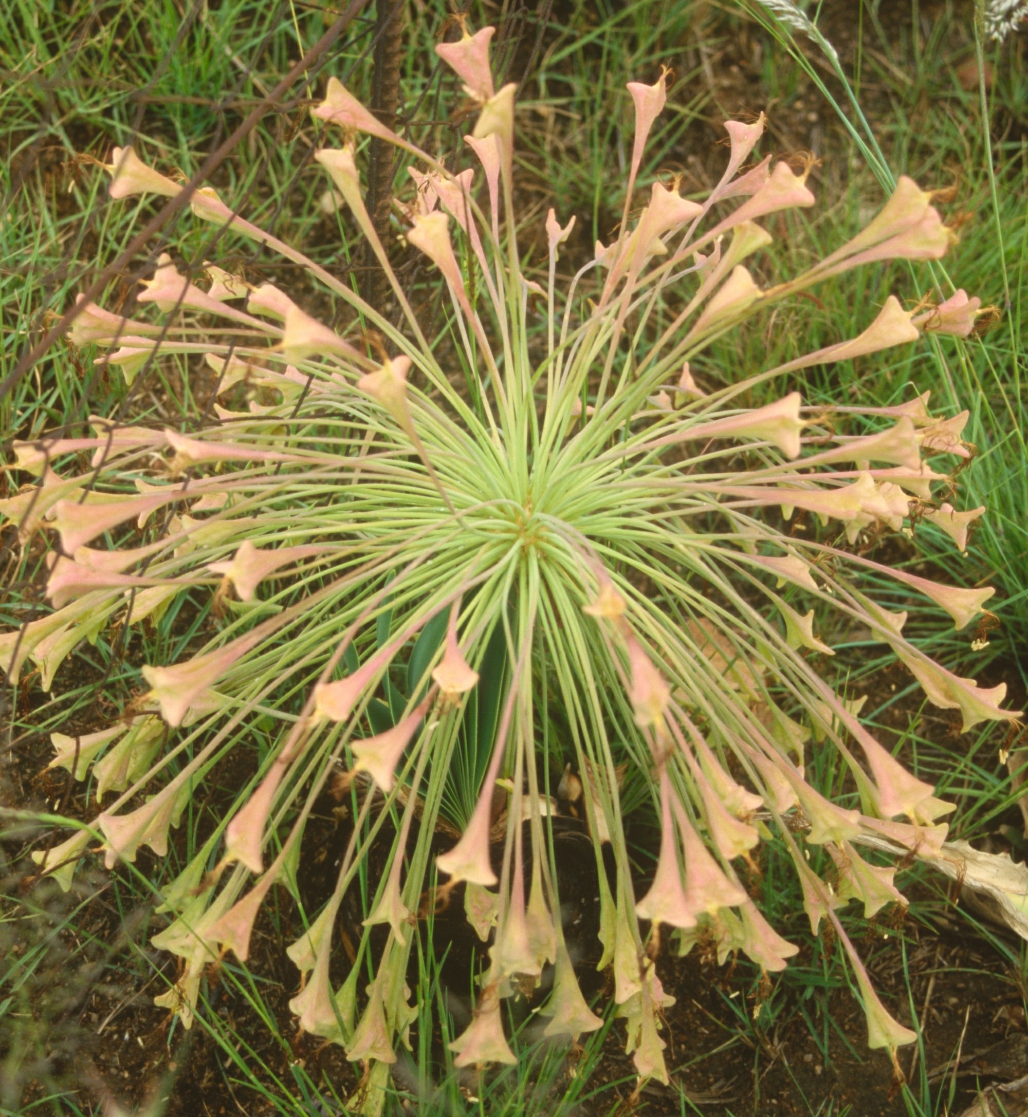 Boophone disticha Gifbol, seeroogblom, kopseerblom, boesmangif ...