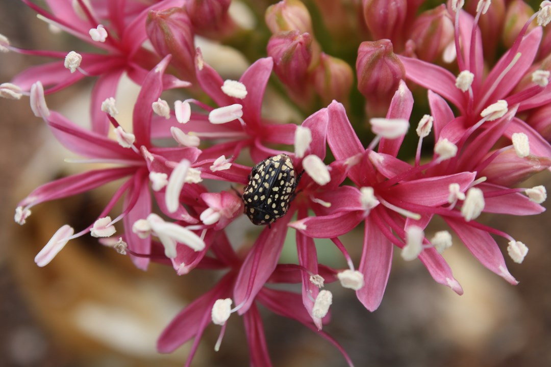 Boophone disticha Gifbol, seeroogblom, kopseerblom, boesmangif ...