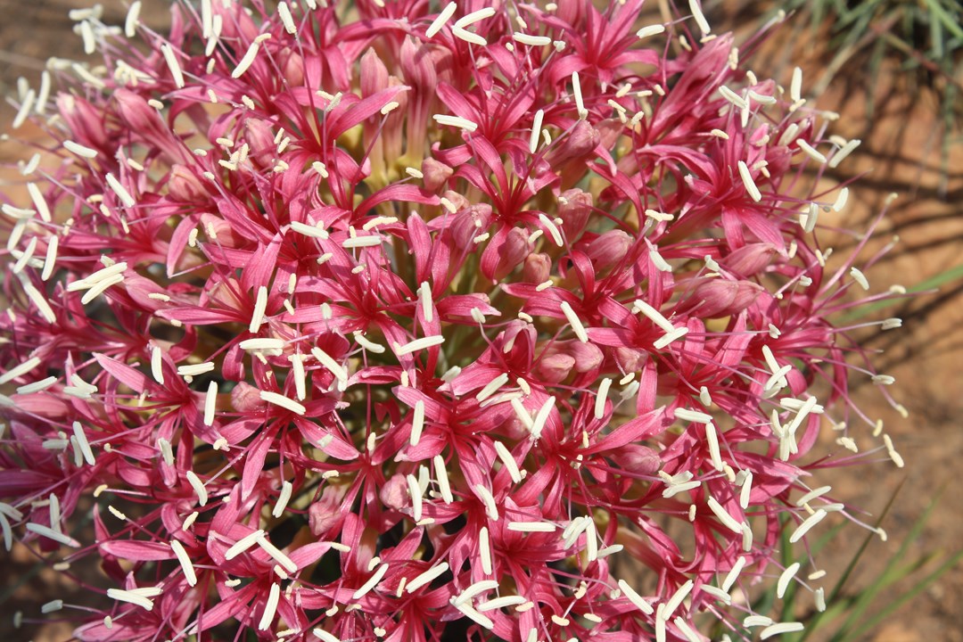 Boophone disticha Gifbol, seeroogblom, kopseerblom, boesmangif ...