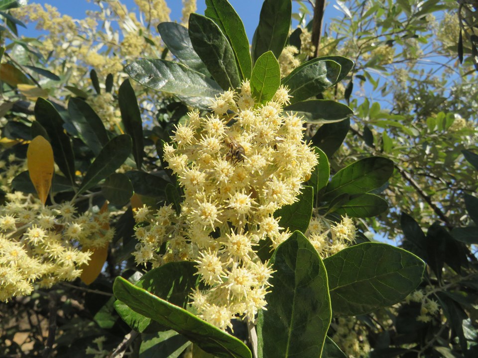 Brachylaena discolor Coastal silver-oak Kusvaalbos Umphahla iPhahla