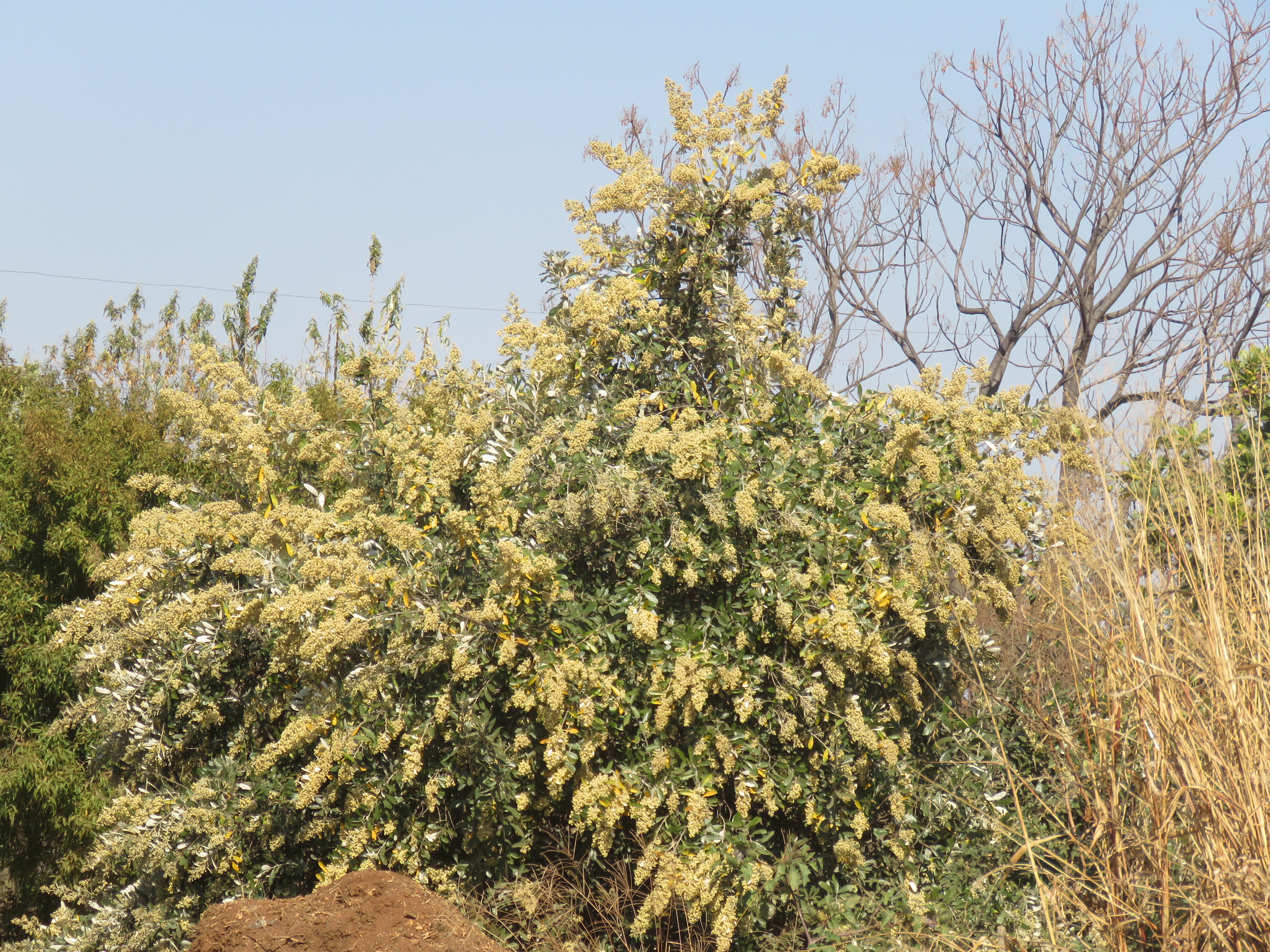 Brachylaena discolor Coastal silver-oak Kusvaalbos Umphahla iPhahla