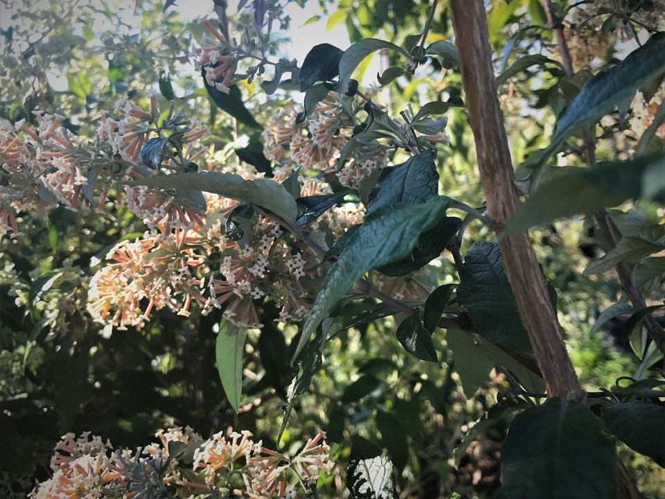 Buddleja auriculata Eared Sagewood, Weeping Sage Treursalie utile