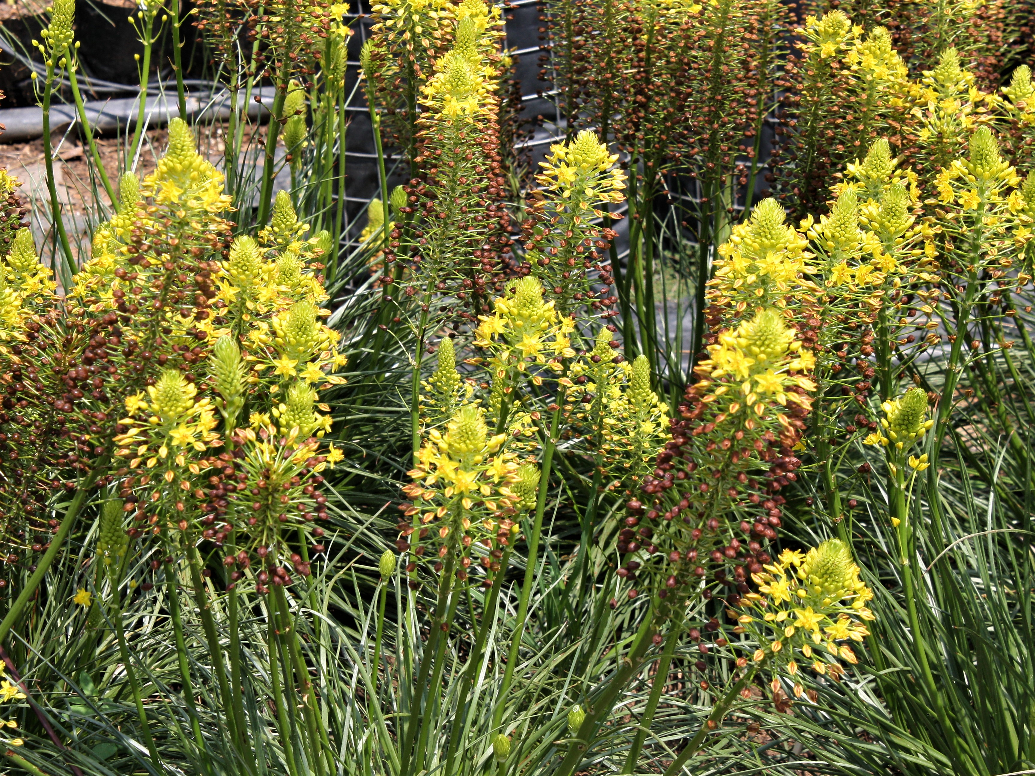 Bulbine abyssinica Bushy Bulbine Wildekopieva, geelkatstert Moetsa ...