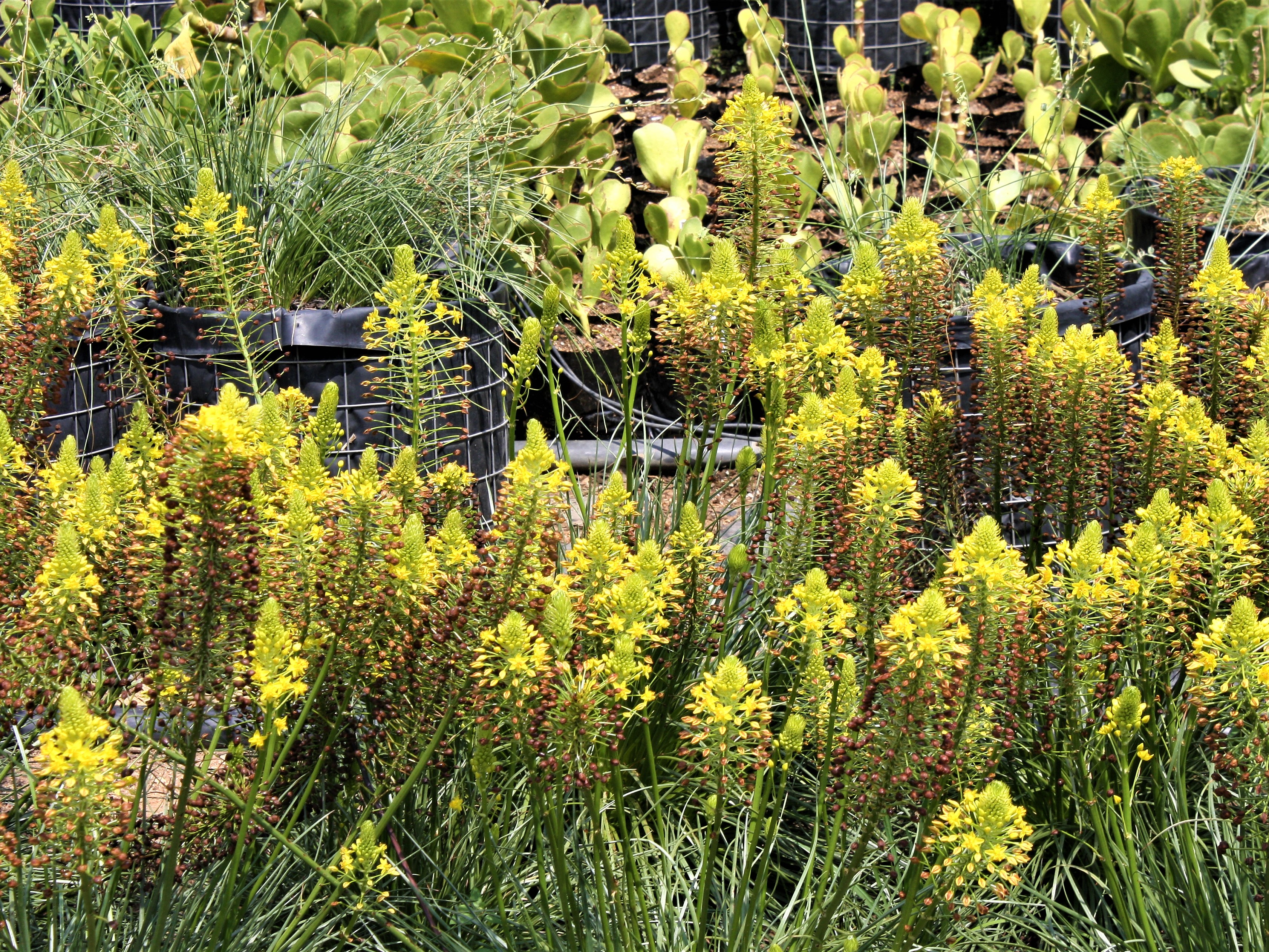Bulbine abyssinica Bushy Bulbine Wildekopieva, geelkatstert Moetsa ...