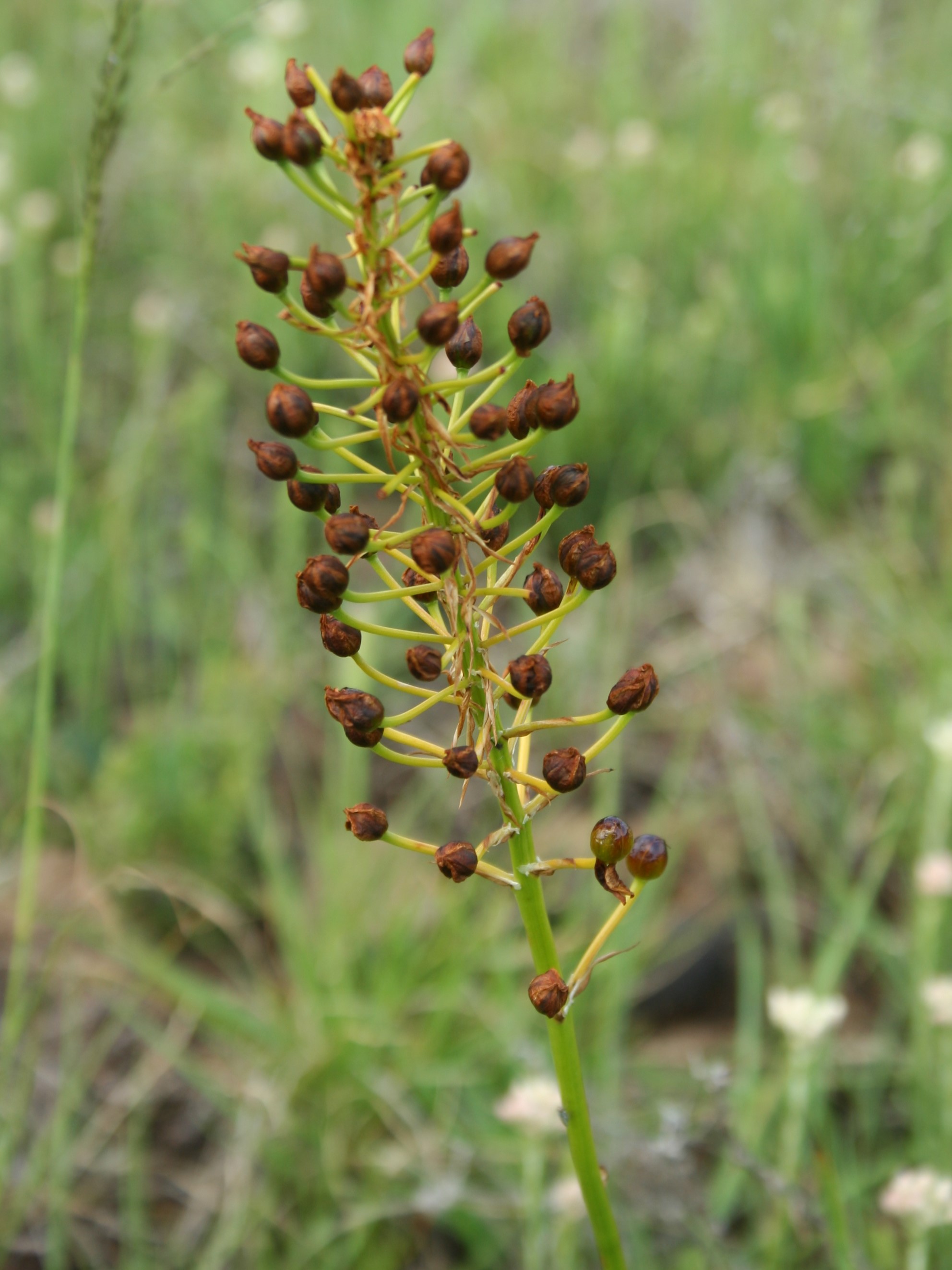 Bulbine abyssinica Bushy Bulbine Wildekopieva, geelkatstert Moetsa ...