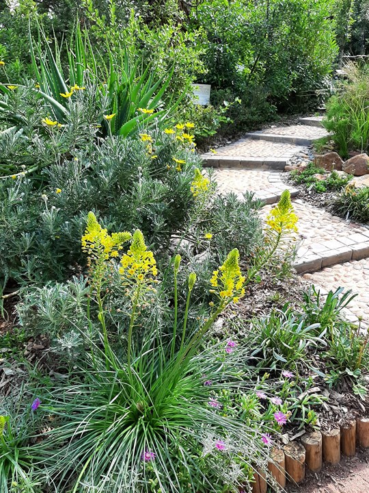 Bulbine abyssinica Bushy Bulbine Wildekopieva, geelkatstert Moetsa ...