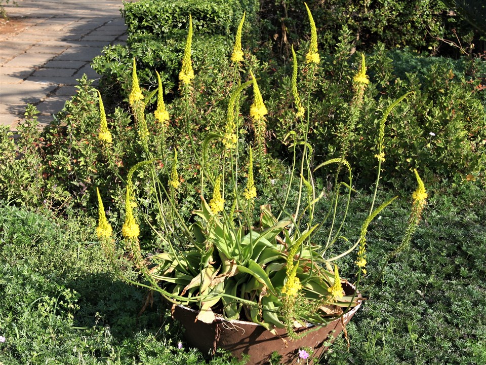 Bulbine natalensis Wildekopieva Broad-leaved Bulbine khomo-ea-balisa