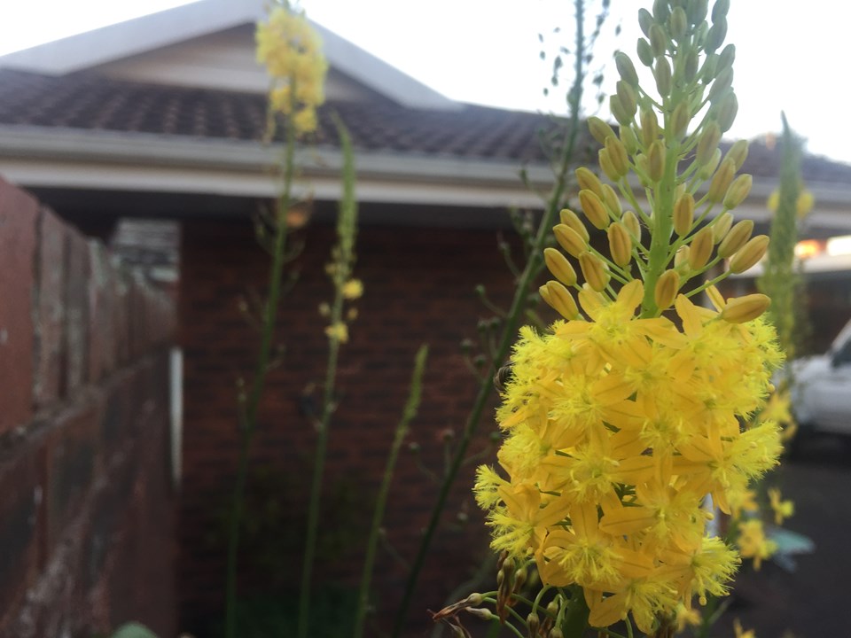 Bulbine natalensis Wildekopieva Broad-leaved Bulbine khomo-ea-balisa