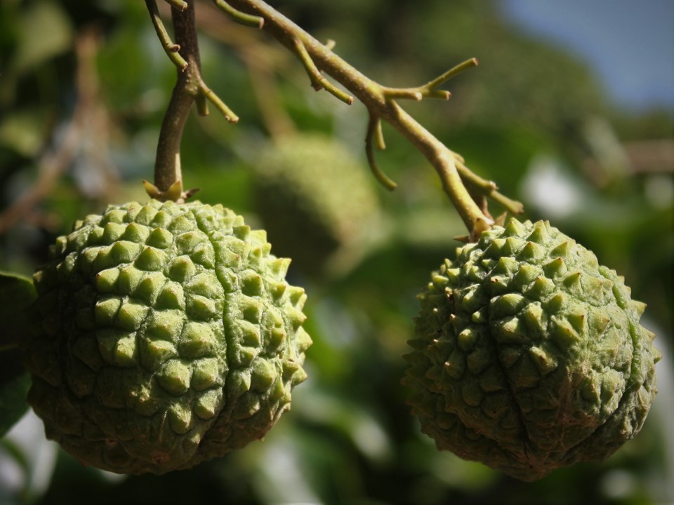 Calodendrum capense Kaapse kastaiing Cape Chestnut muvhaha umbhaba umbhaba