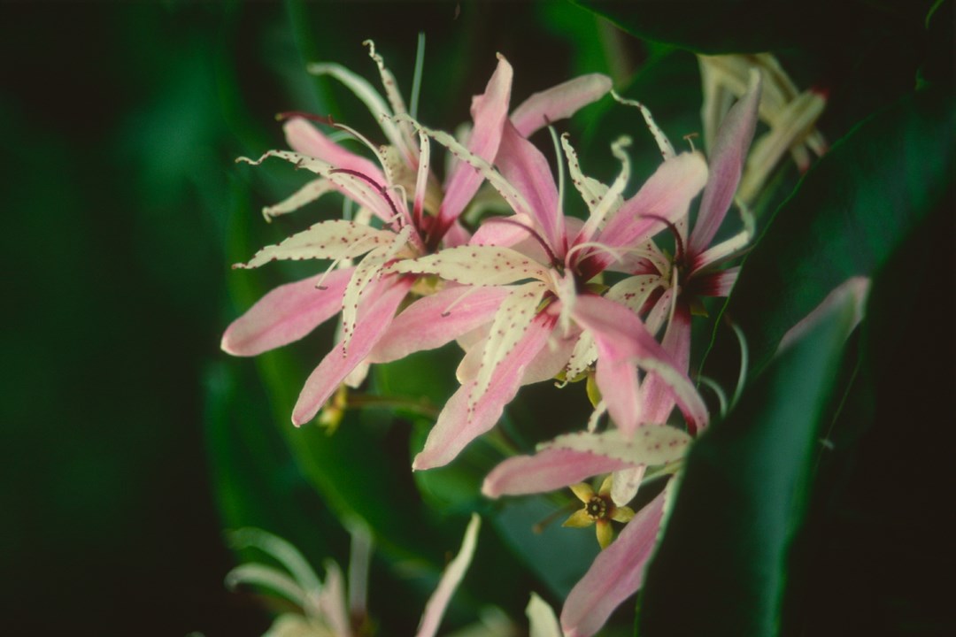 Calodendrum capense Kaapse kastaiing Cape Chestnut muvhaha umbhaba umbhaba