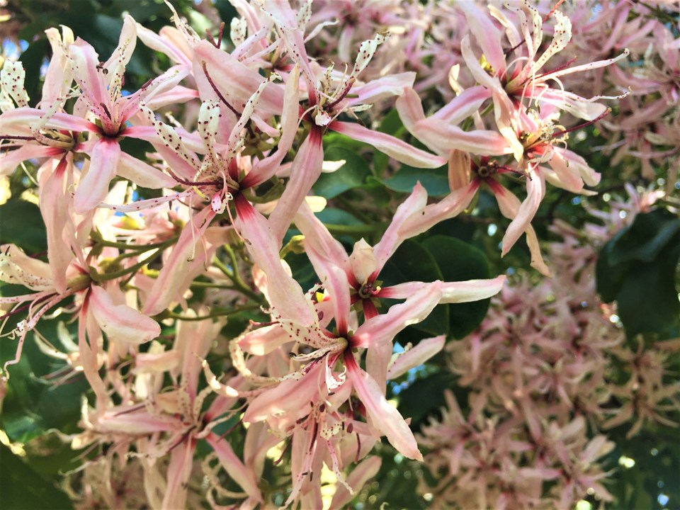 Calodendrum capense Kaapse kastaiing Cape Chestnut muvhaha umbhaba umbhaba