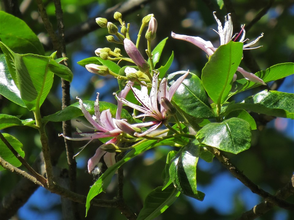 Calodendrum capense Kaapse kastaiing Cape Chestnut muvhaha umbhaba umbhaba