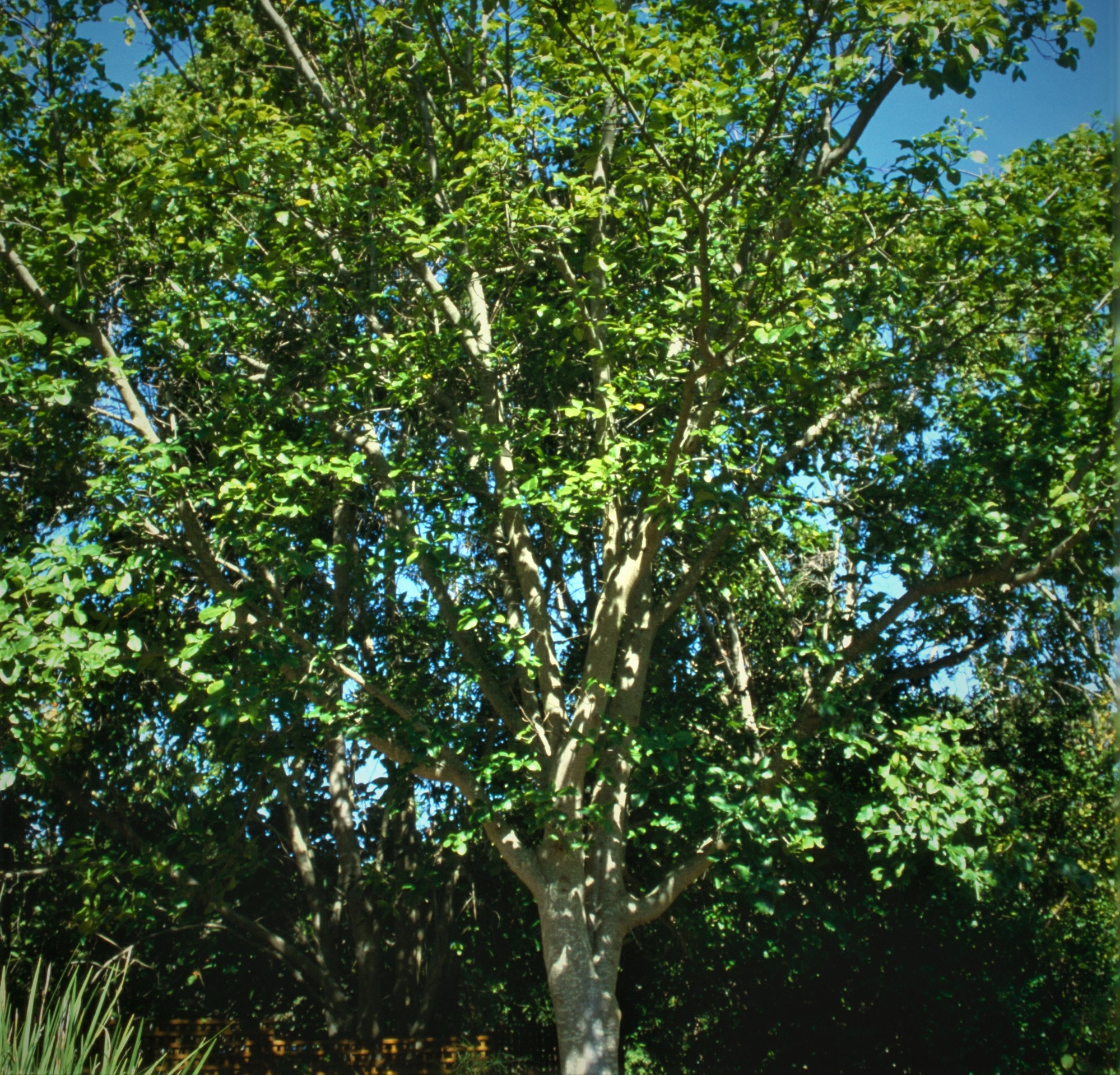 Calodendrum capense Kaapse kastaiing Cape Chestnut muvhaha umbhaba umbhaba