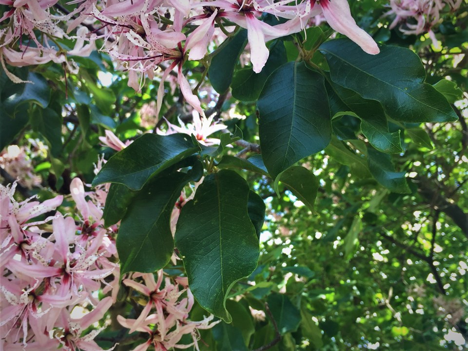 Calodendrum capense Kaapse kastaiing Cape Chestnut muvhaha umbhaba umbhaba