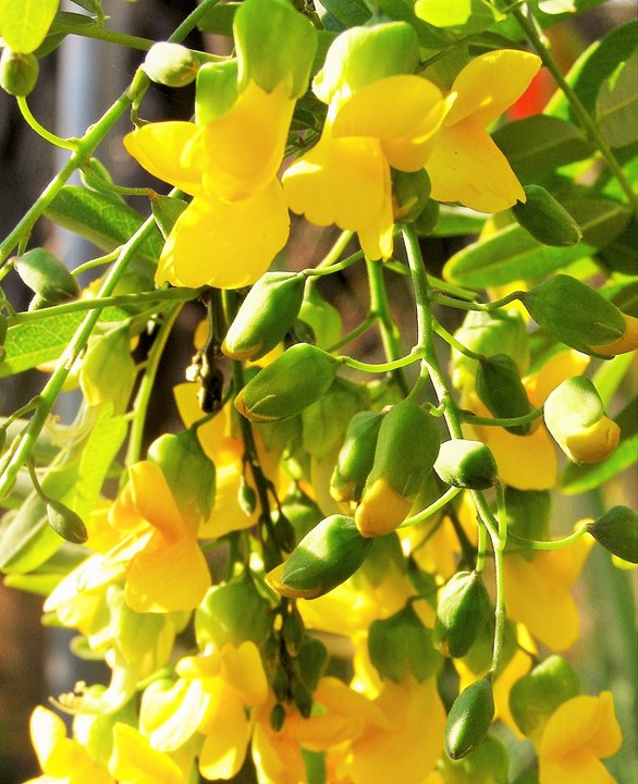 Calpurnia aurea Calpurnia Geelkeur Muhalika Idywadi Umkhiphampethu