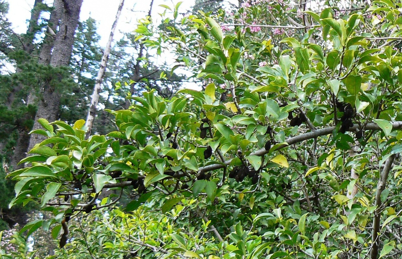 Canthium inerme Turkey-berry Bosdoringklipels mmutšwa-o-sepela ...