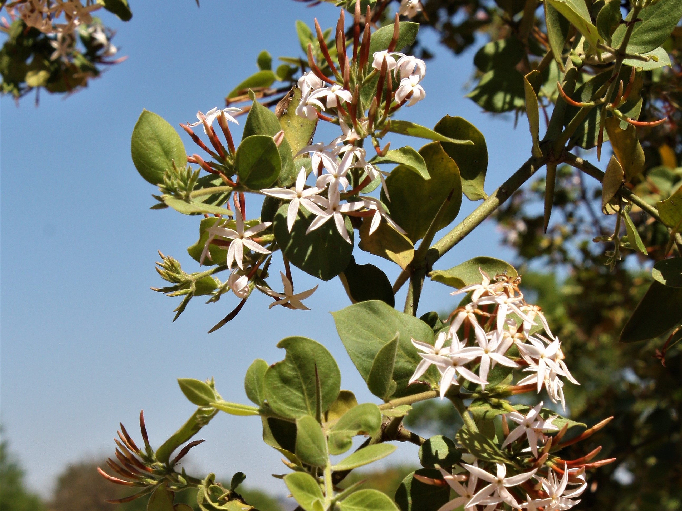South African Indigenous Plants Catalogue