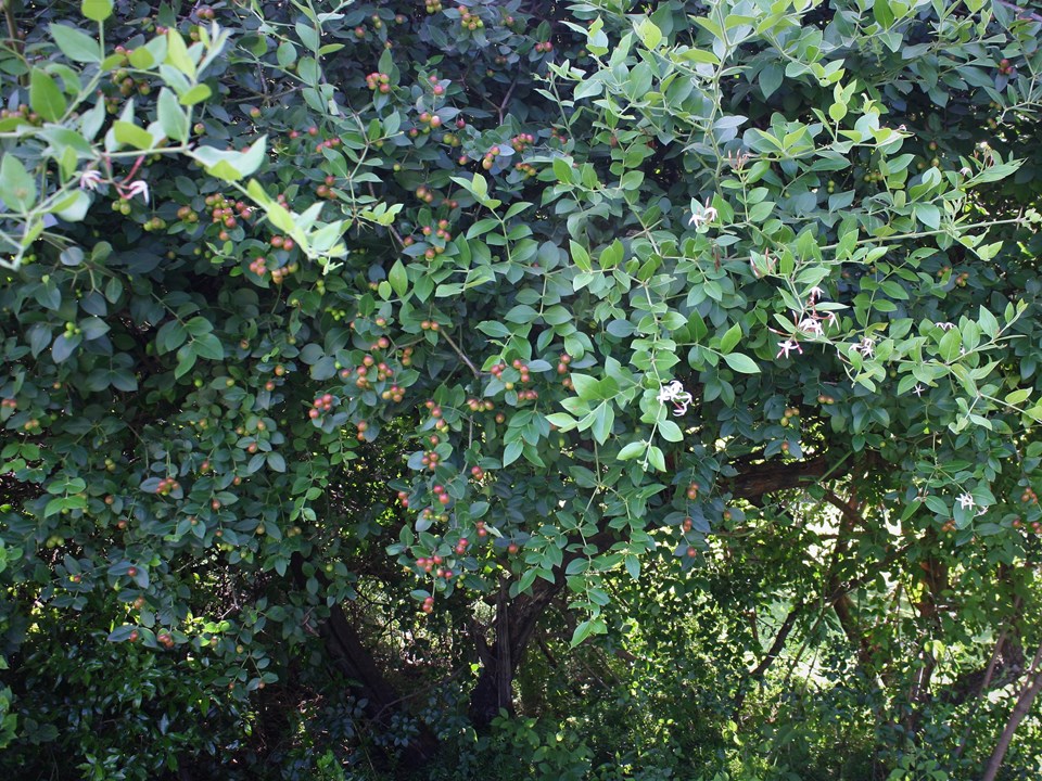 Carissa edulis Climbing Numnum Ranknoemnoem mothokolo murungulu