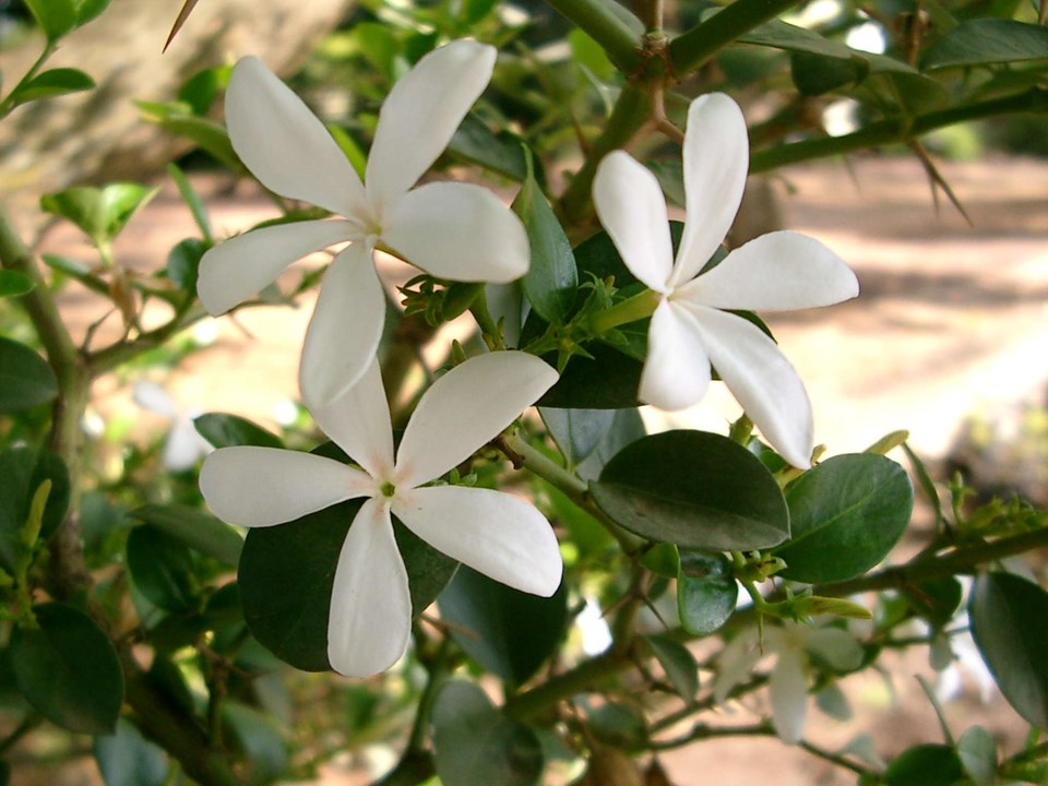 Carissa macrocarpa Amatungulu Grootnoemnoem amathungula umthungulu