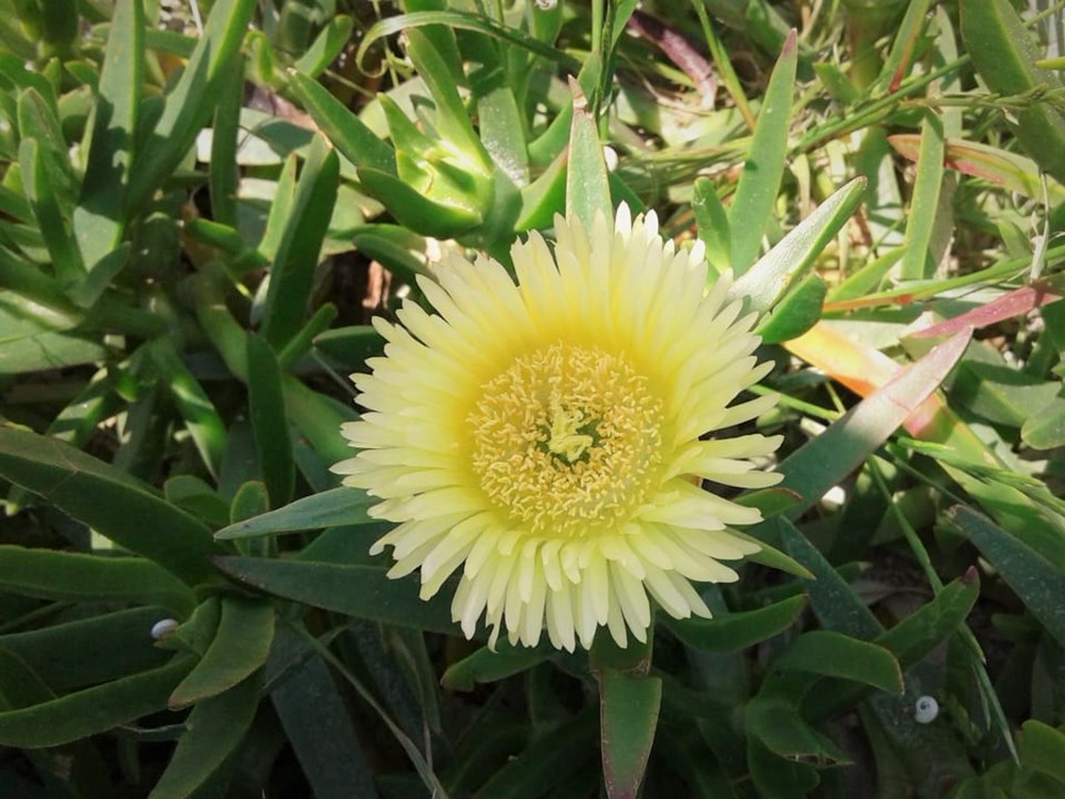Carpobrotus edulis Suurvy Sour fig umgongozi