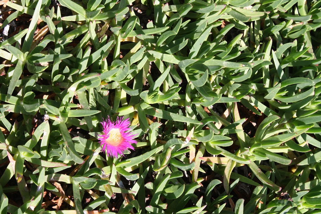 Carpobrotus edulis Suurvy Sour fig umgongozi