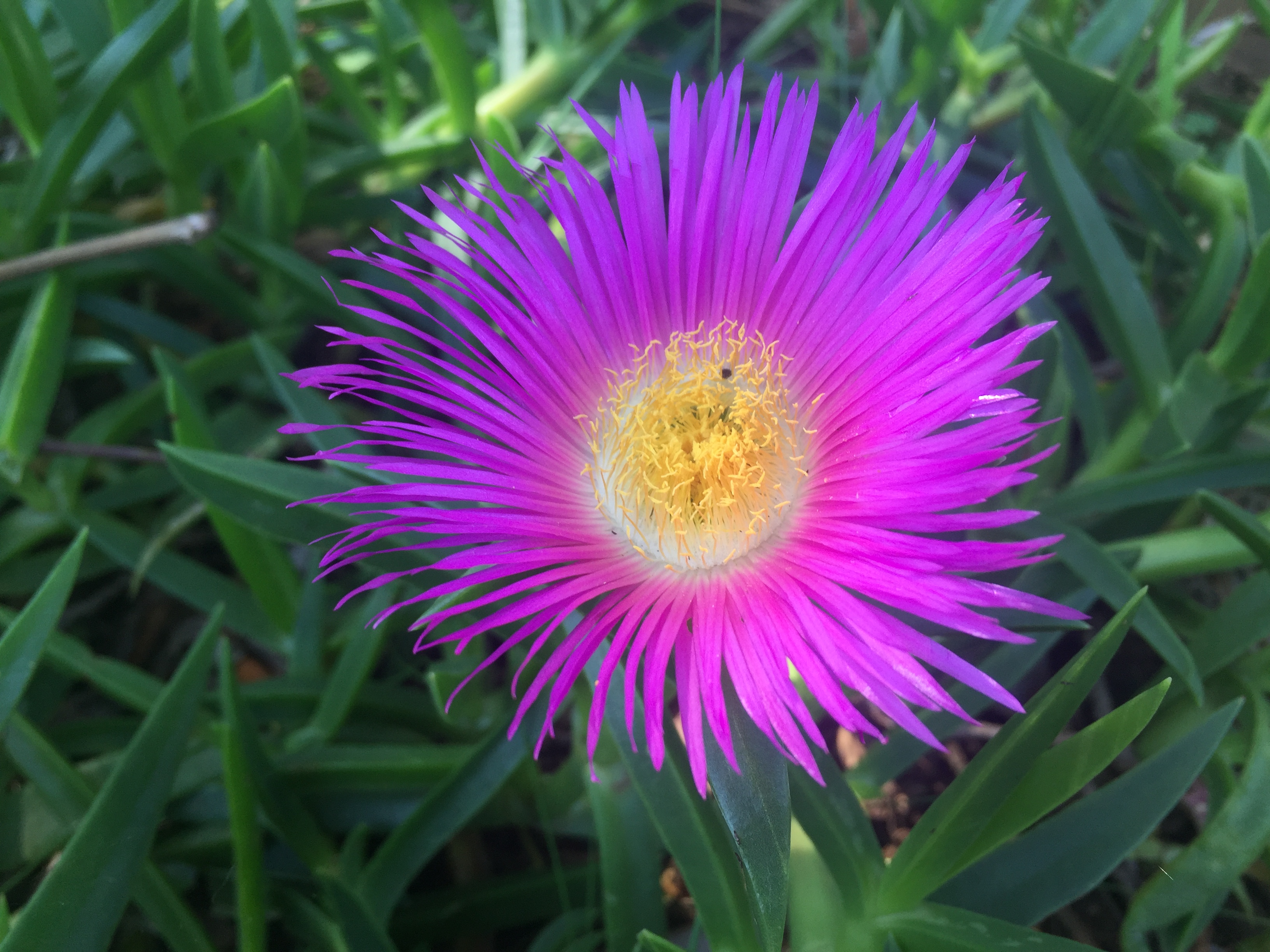 Carpobrotus edulis Suurvy Sour fig umgongozi