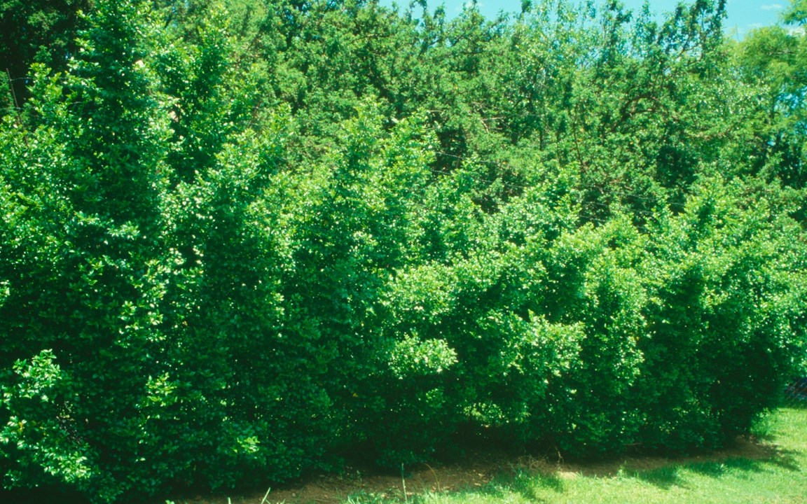 Cassinopsis ilicifolia Lemon Thorn Lemoentjiedoring imamba eluhlaza