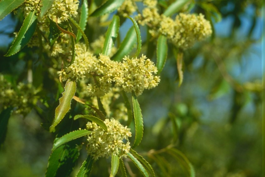 Catha edulis Khat Khat Luţhadzi Igqwaka Umhlwazi