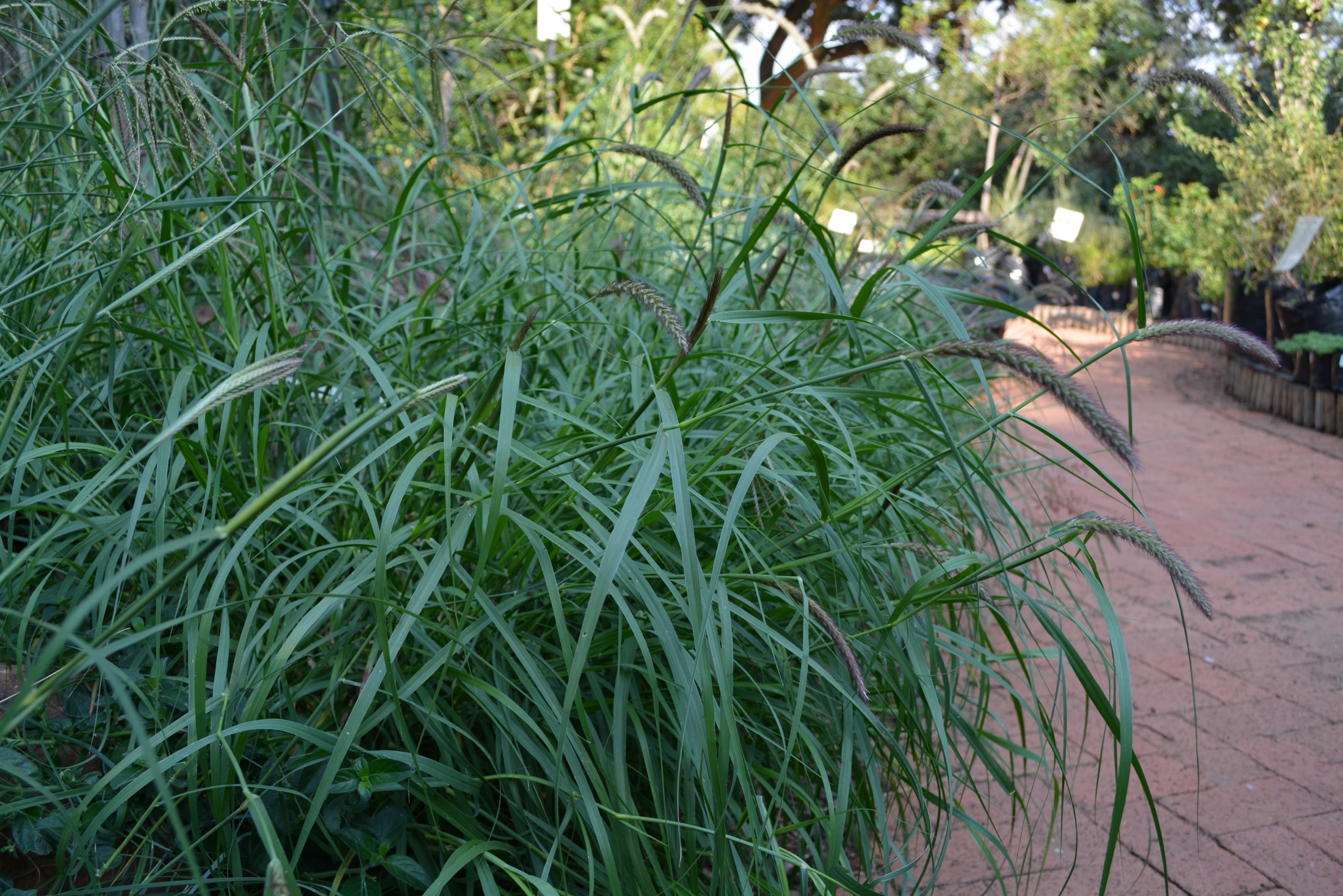 Cenchrus ciliaris Bloubuffelgras Blue Buffalo Grass