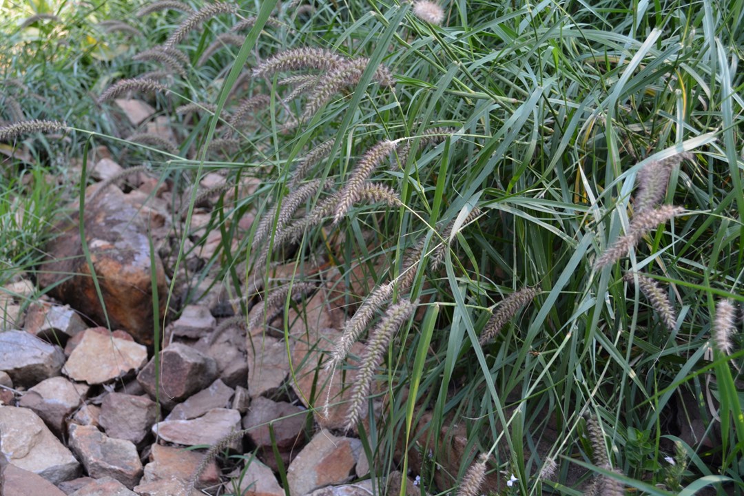 Cenchrus ciliaris Bloubuffelgras Blue Buffalo Grass