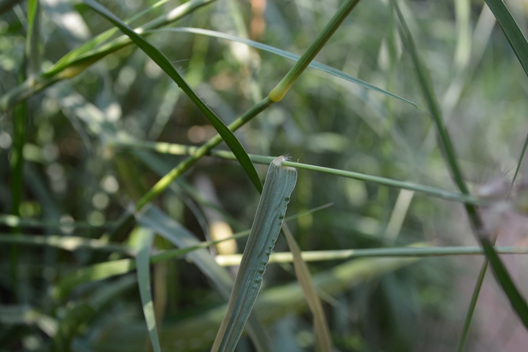 Cenchrus ciliaris Bloubuffelgras Blue Buffalo Grass