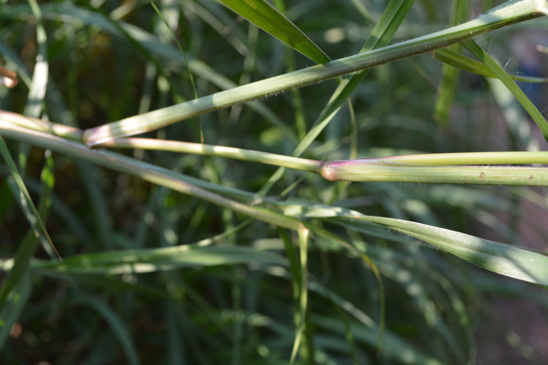 Cenchrus ciliaris Bloubuffelgras Blue Buffalo Grass