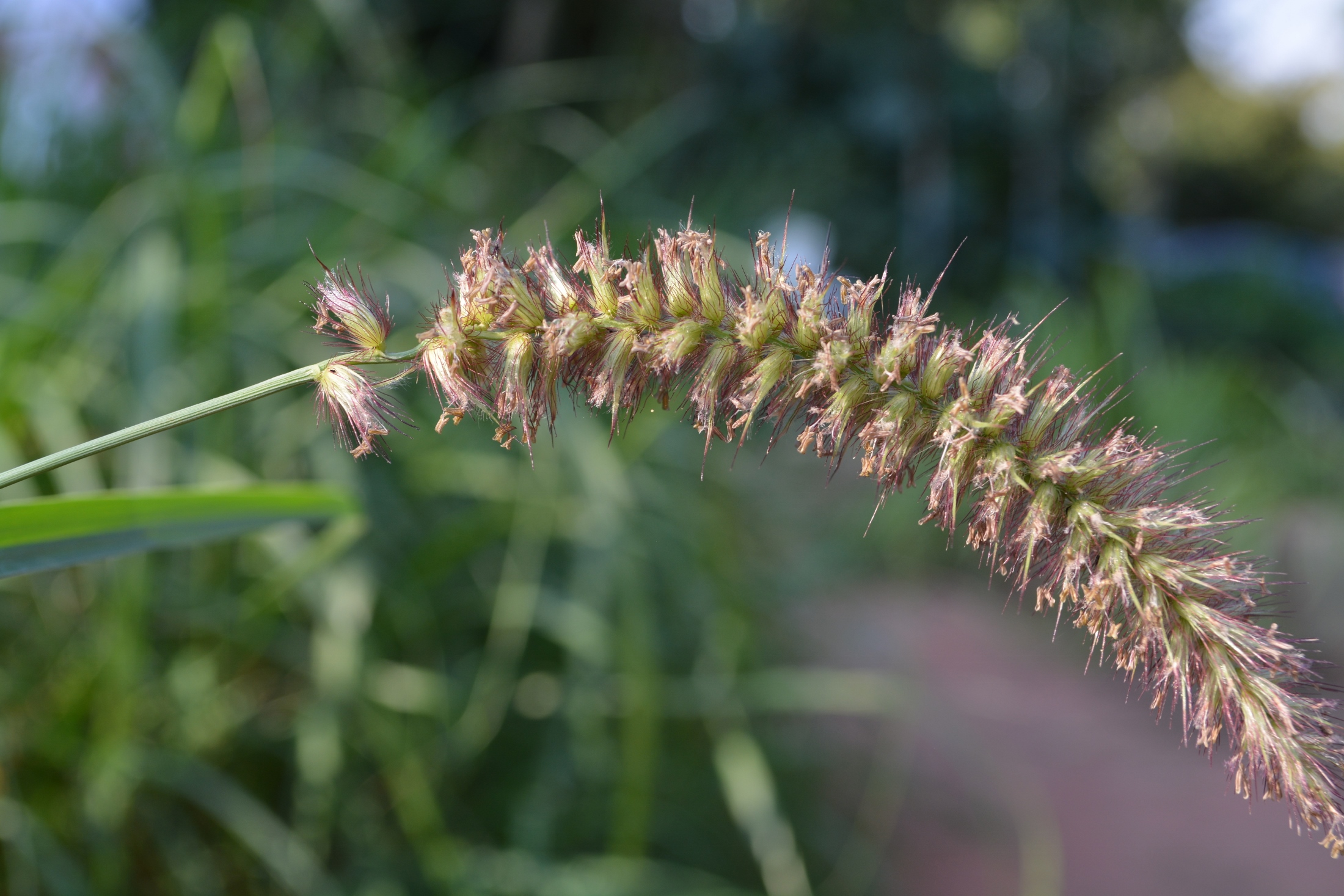 Cenchrus ciliaris Bloubuffelgras Blue Buffalo Grass