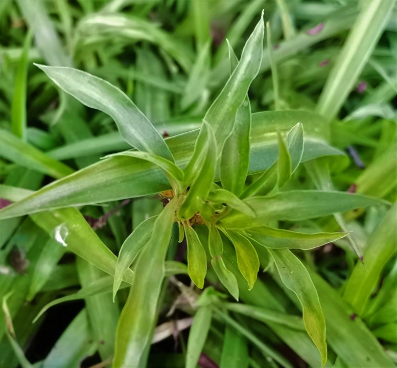 Chlorophytum comosum Hen-and-chickens Hen-met-kuikens iphamba ujejane