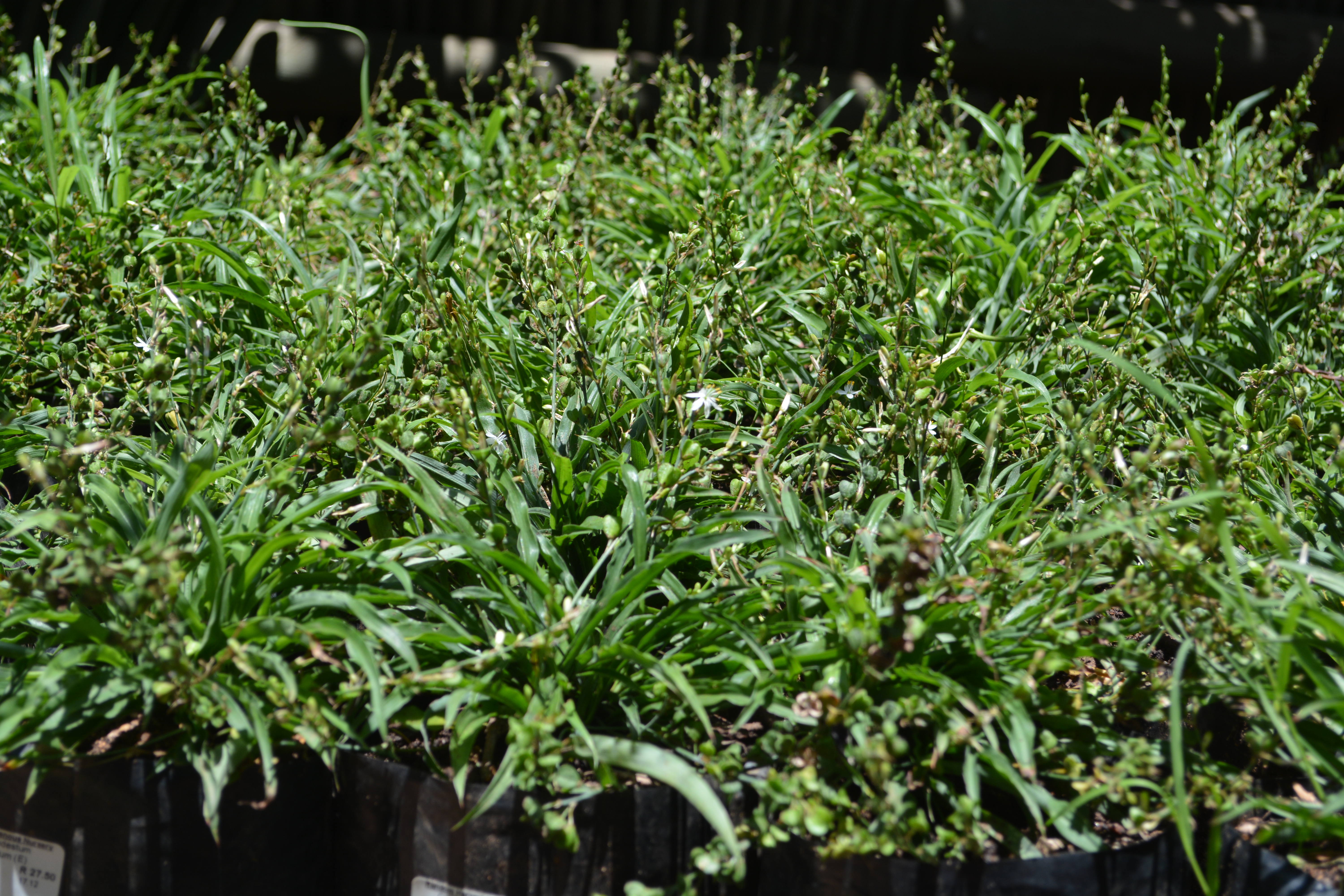 Chlorophytum modestum Small Chlorophytum umathunga wehlathi omncane