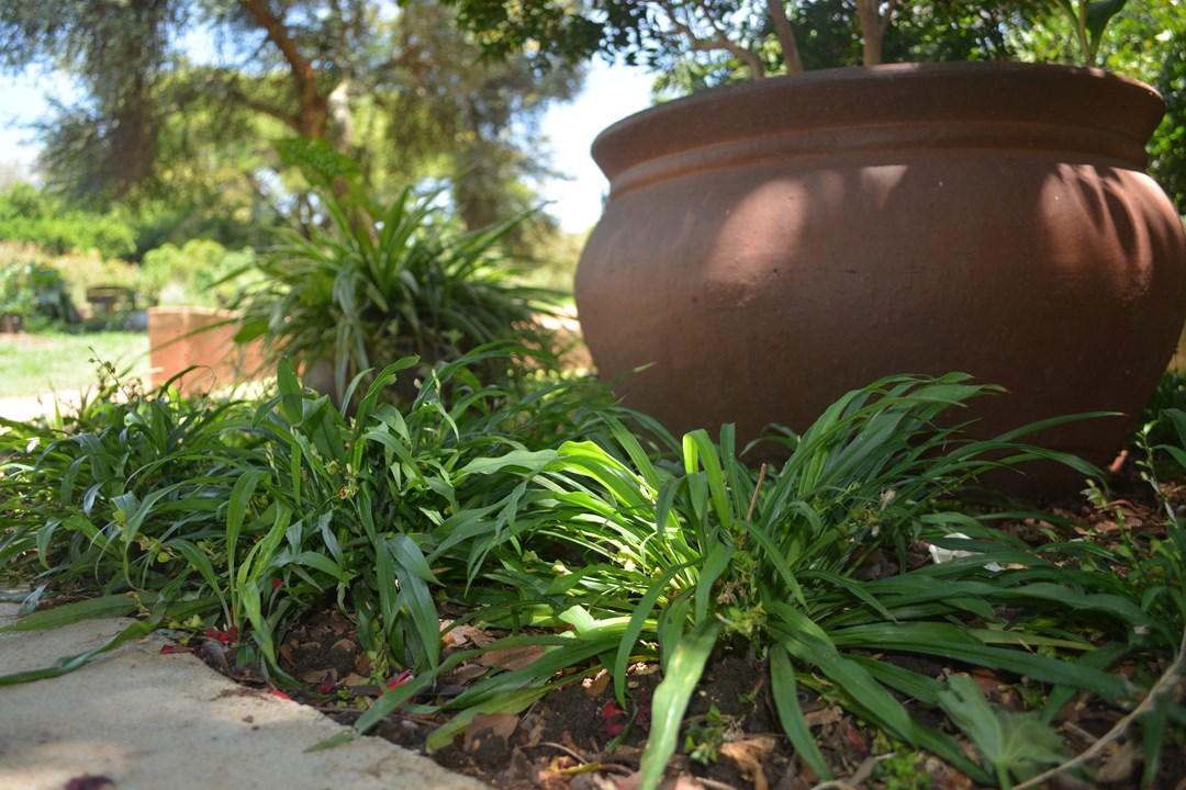 Chlorophytum modestum Small Chlorophytum umathunga wehlathi omncane