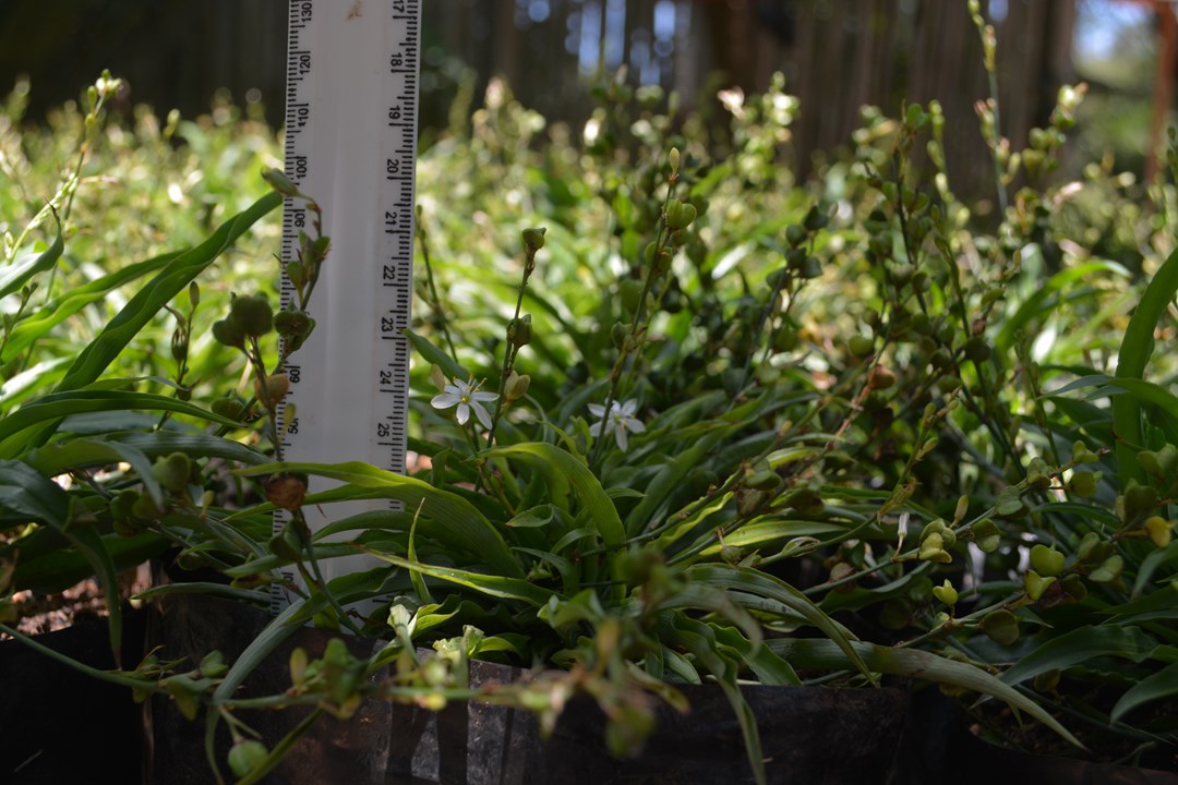 Chlorophytum modestum Small Chlorophytum umathunga wehlathi omncane