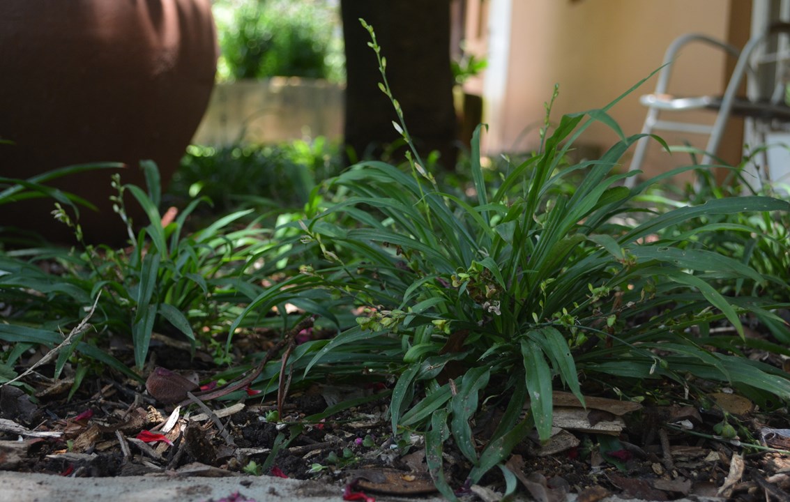 Chlorophytum modestum Small Chlorophytum umathunga wehlathi omncane