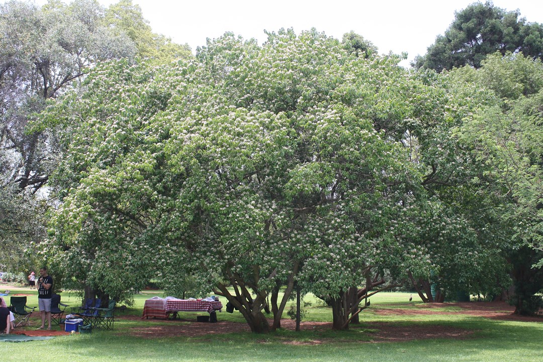 Volkameria glabra Smooth Tinderwood, Weeping Tree Tontelhout ...